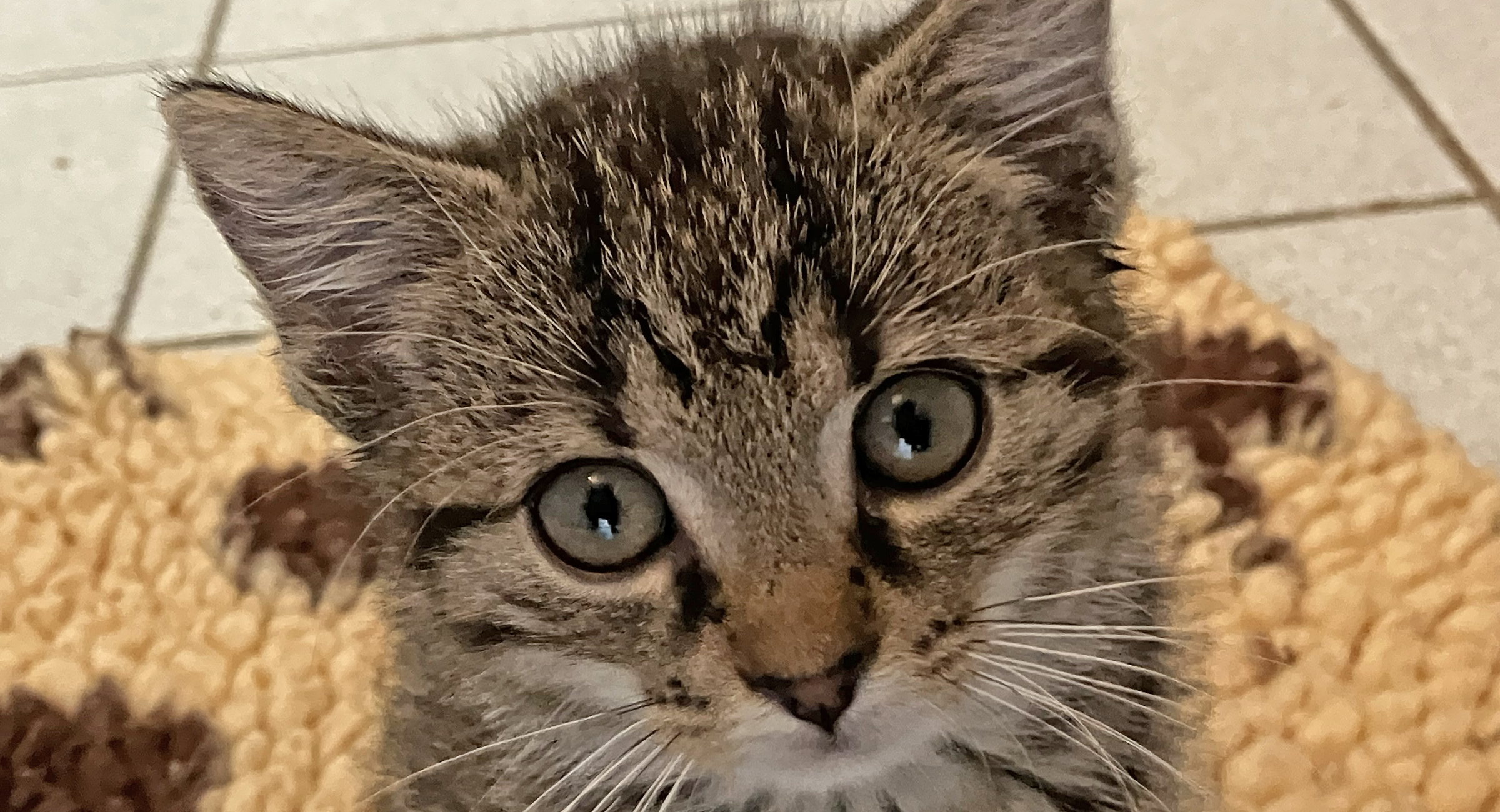 Silas - Tierheim des Tierschutzverein Roth