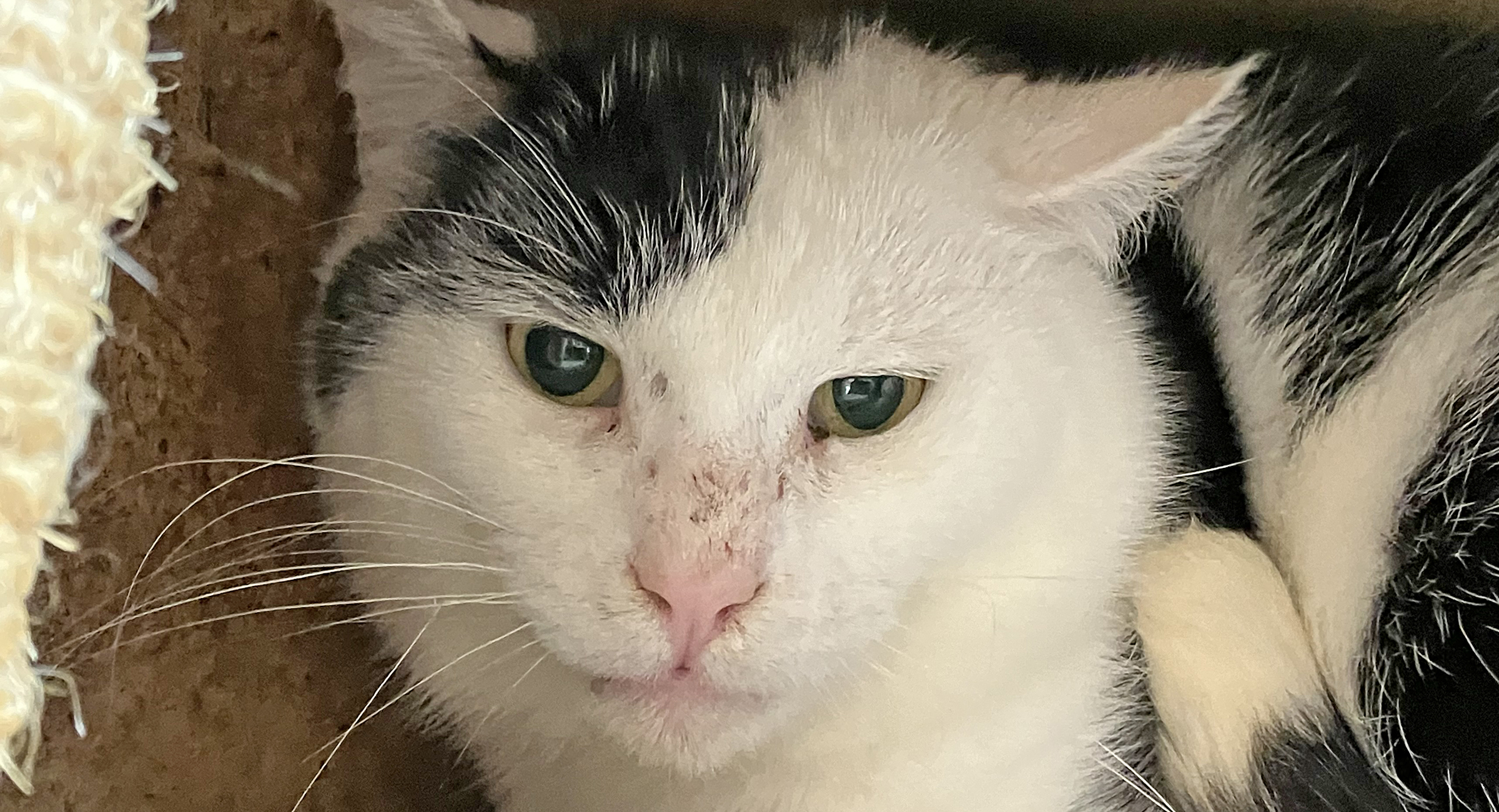 Melvin - Tierheim des Tierschutzverein Roth