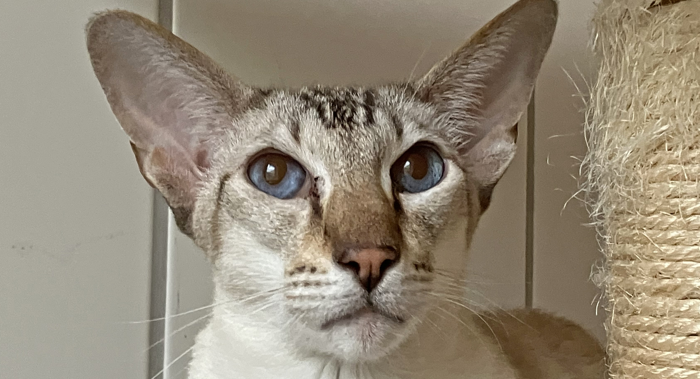 Simba - Tierheim des Tierschutzverein Roth