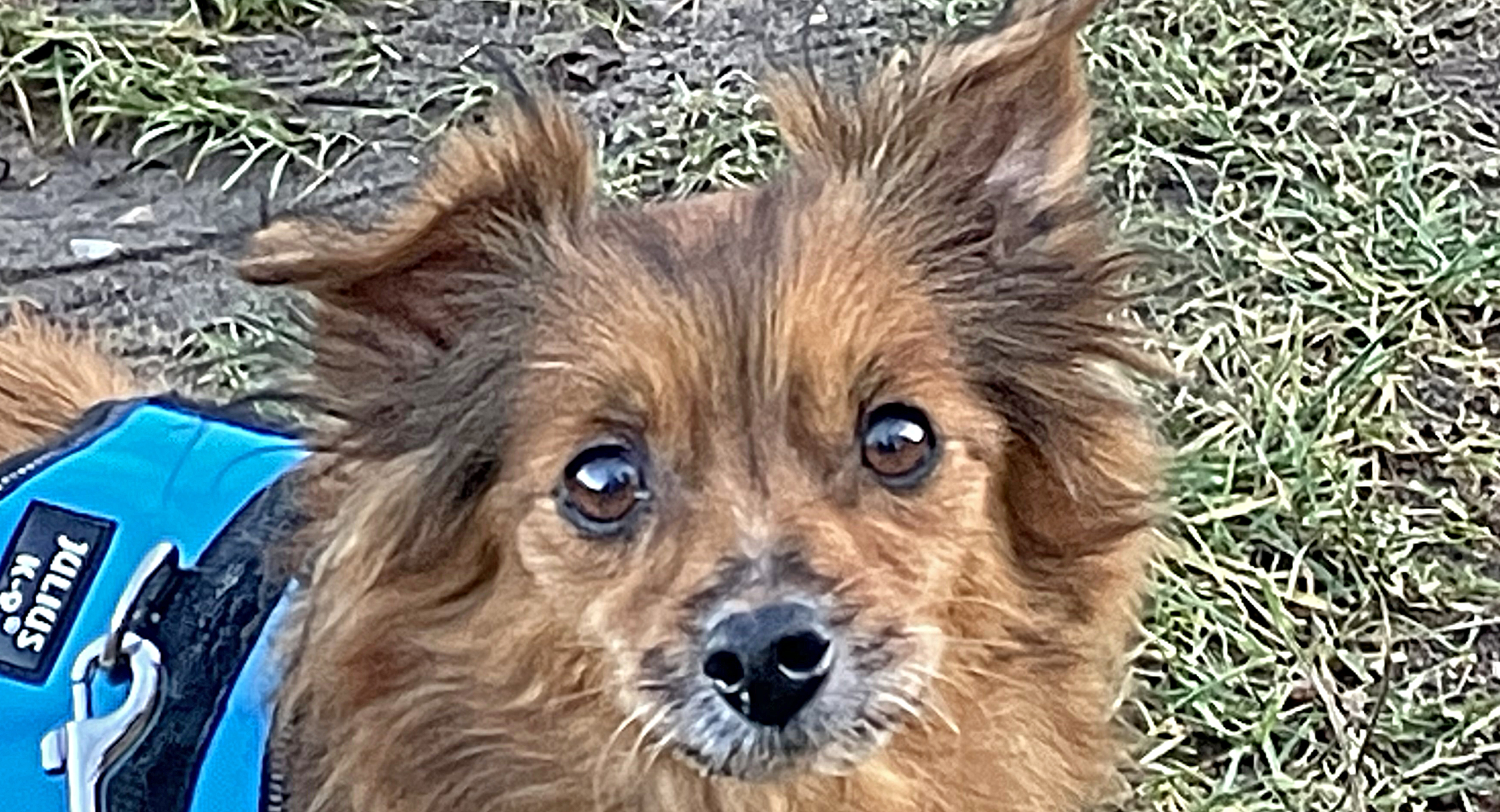 Piper - Tierheim des Tierschutzverein Roth