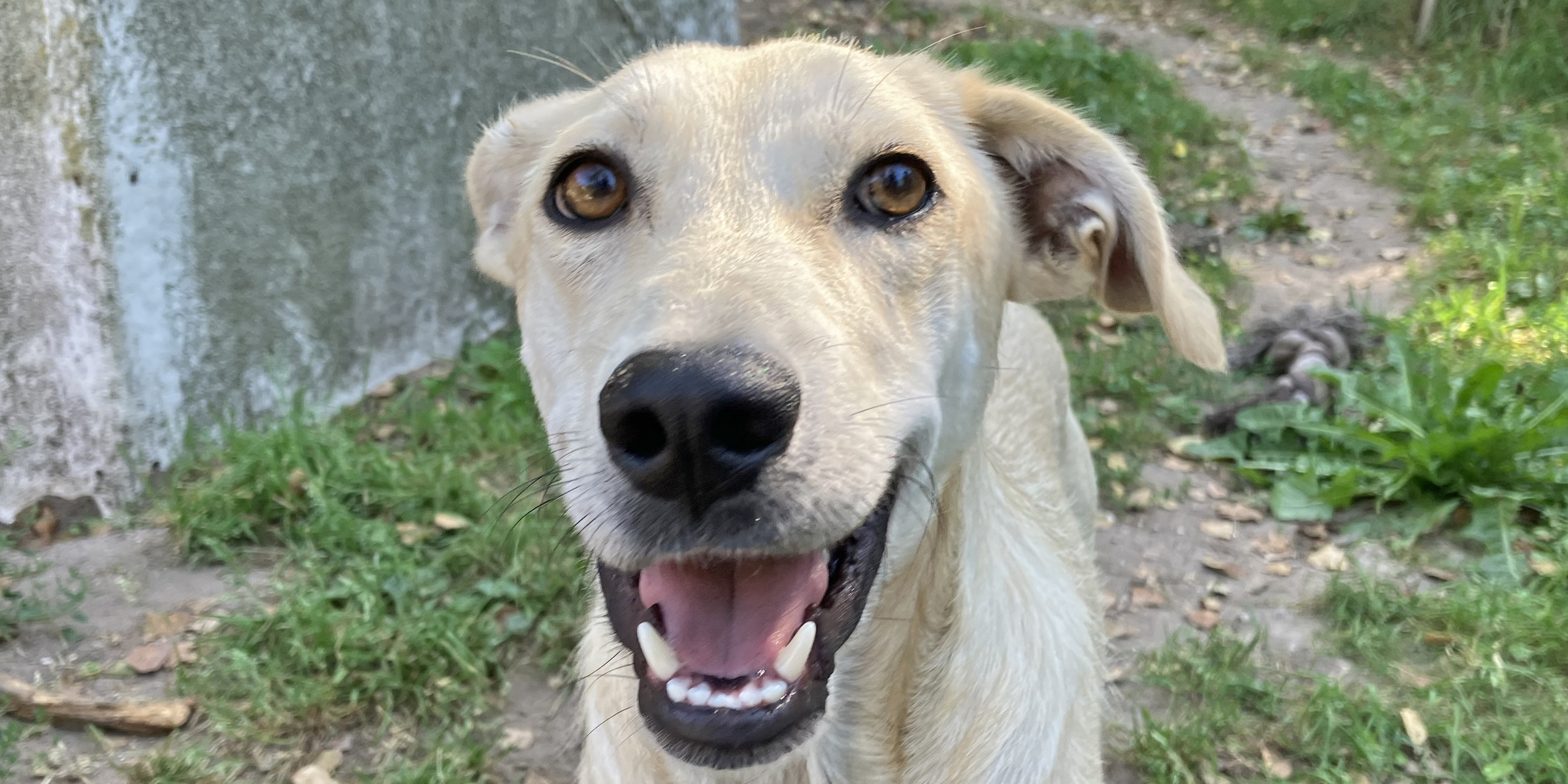 Enzo - Tierheim des Tierschutzverein Roth